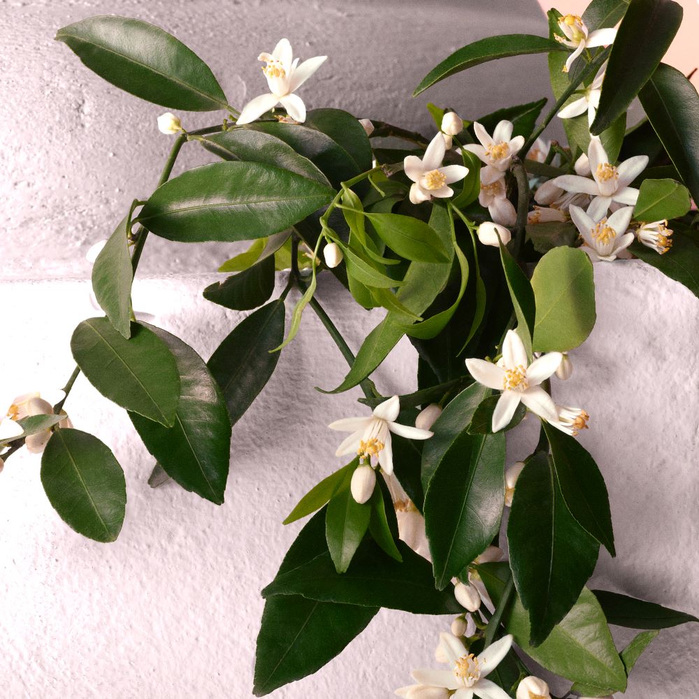 PERFUME DOLCE & GABBANA FEMENINO DEVOTION EDPI INTENSE|DOLCE & GABBANA ...